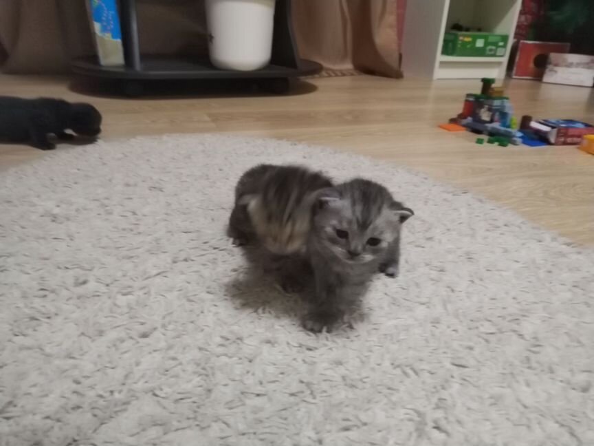 Шотландские котята