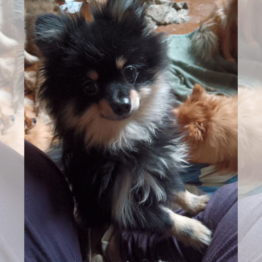 Померанский шпиц, щенок