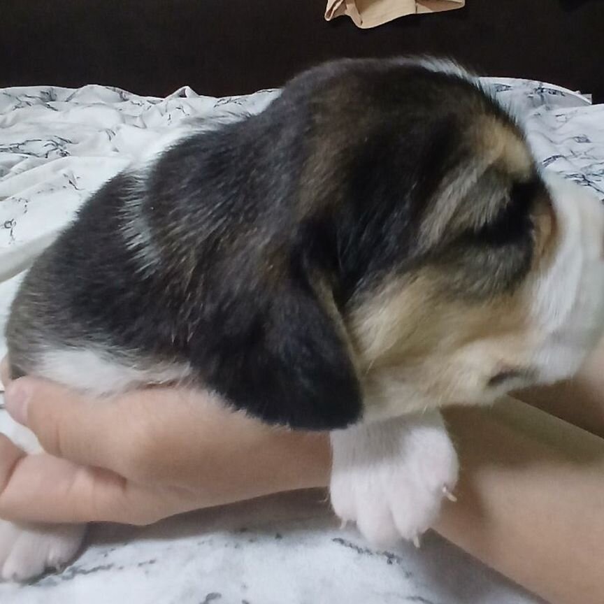 Бигль, щенок