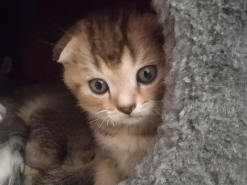 Шотландская вислоухая кошка