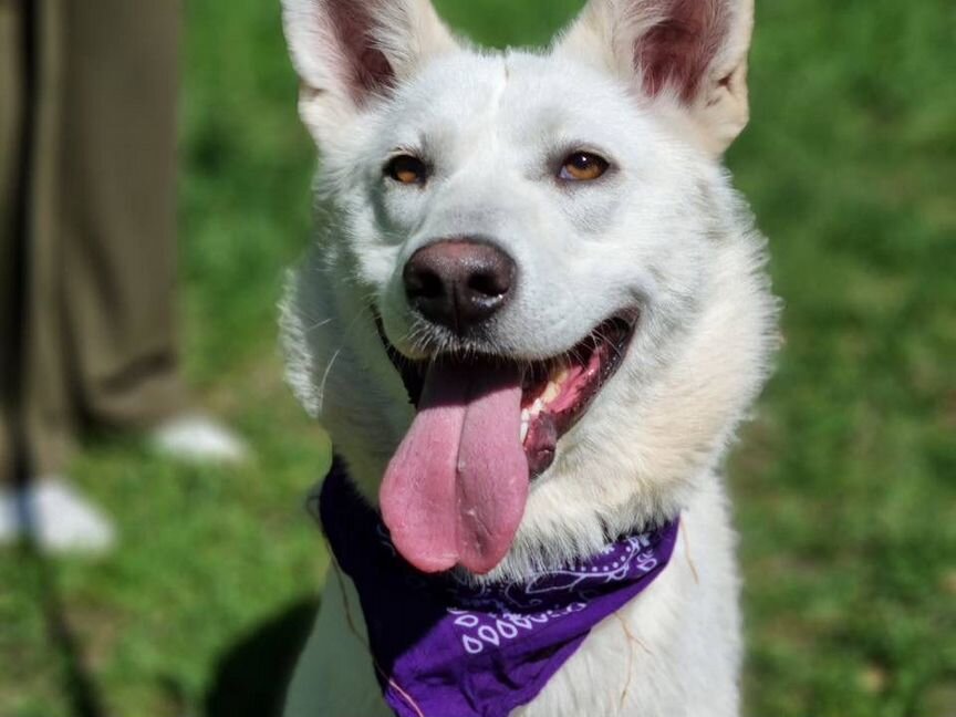 Белоснежная красотка Супра в добрые руки