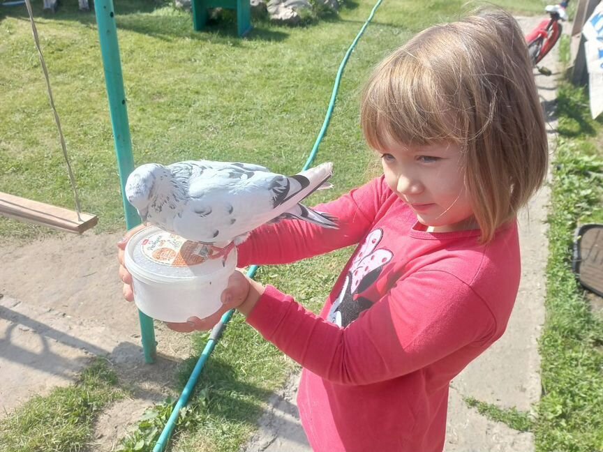 Отдам бесплатно голубя