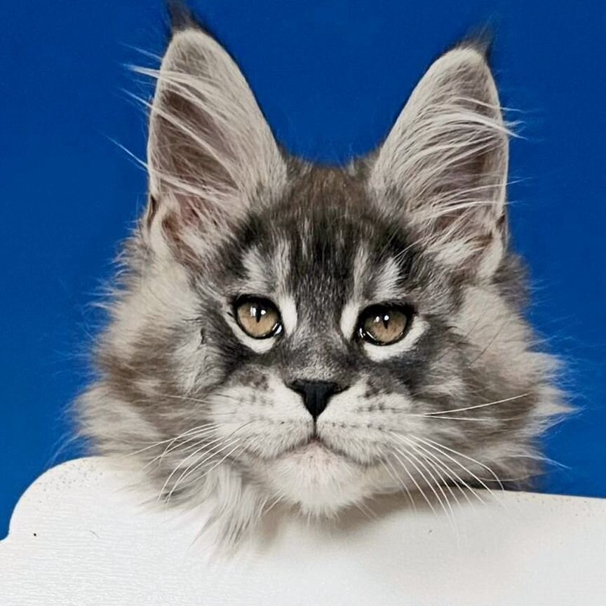 Котята мейн-кун