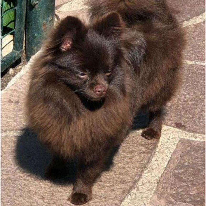 Померанский шпиц, взрослая собака