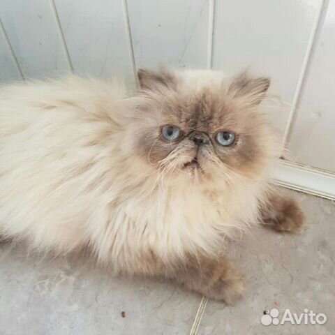 Персидская кошка