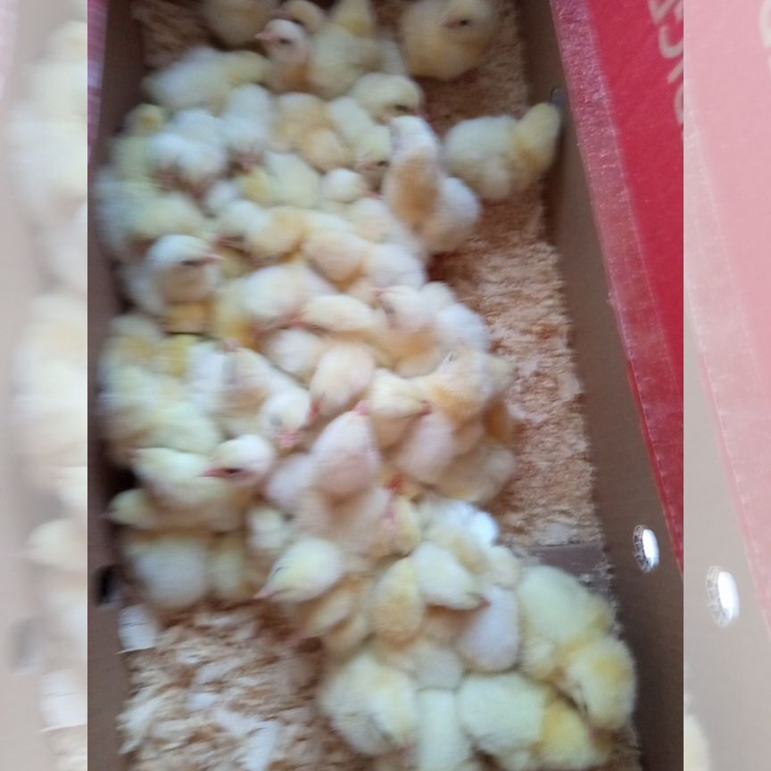 Цыплята бройлеры кобб 700