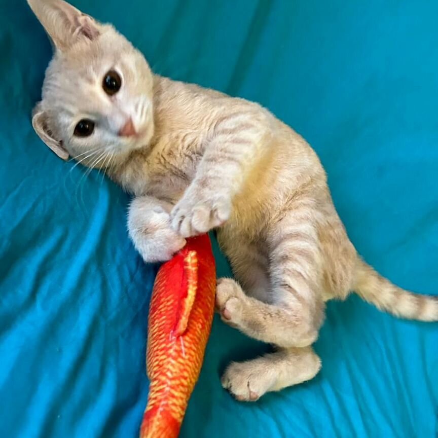 Руслашик котенок мальчик