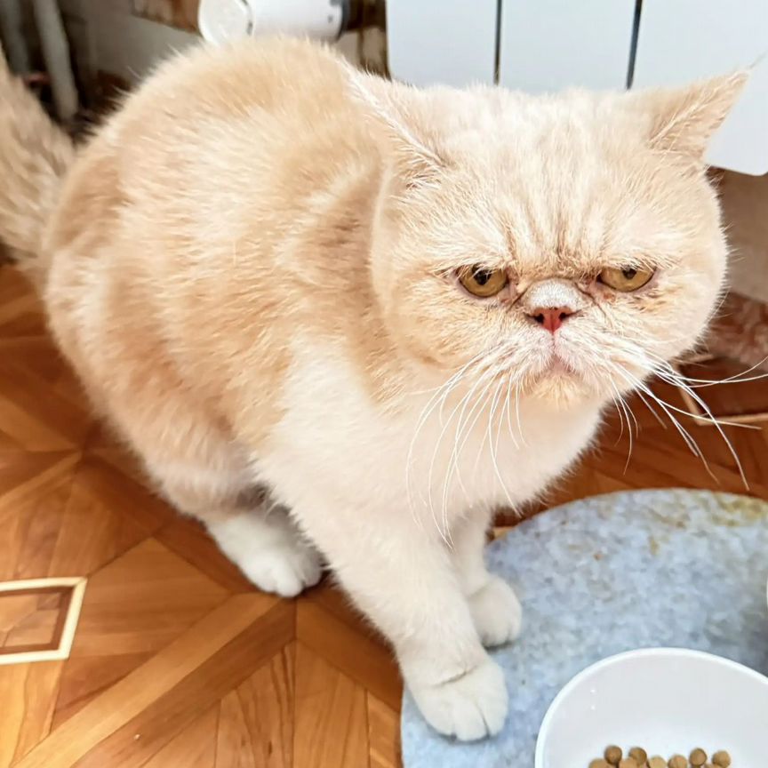 Взрослая, кошка в добрые руки