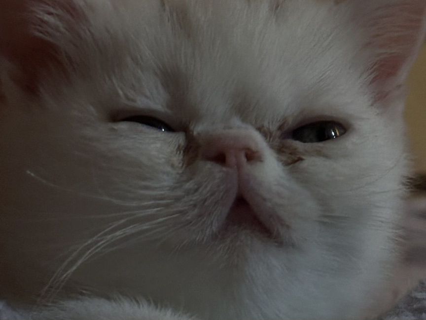 Экзотический котенок