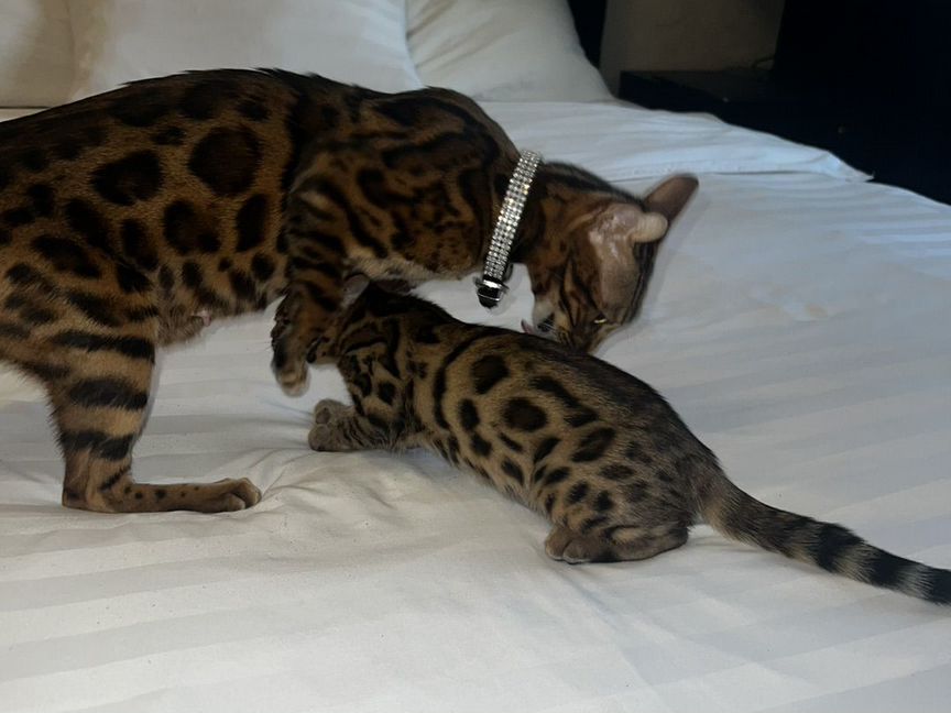 Бенгальская котятки