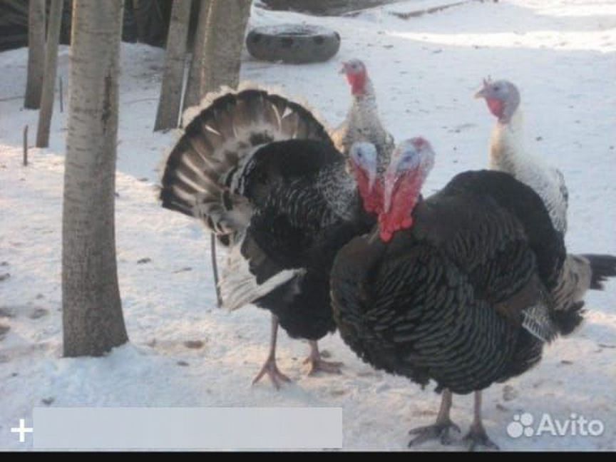 Индюки на племя