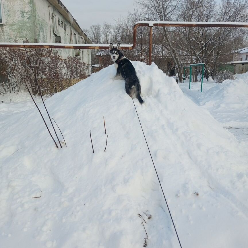 Домашние животные собаки