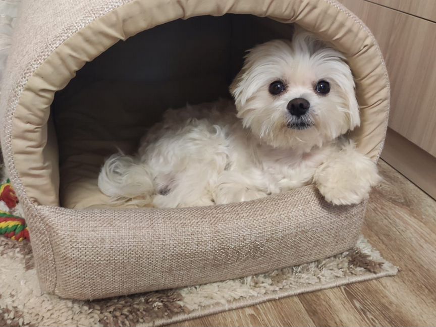 Мальтезе мальчик вязка