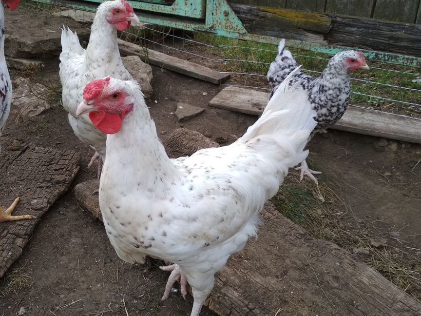 Петухи пушкинской порды