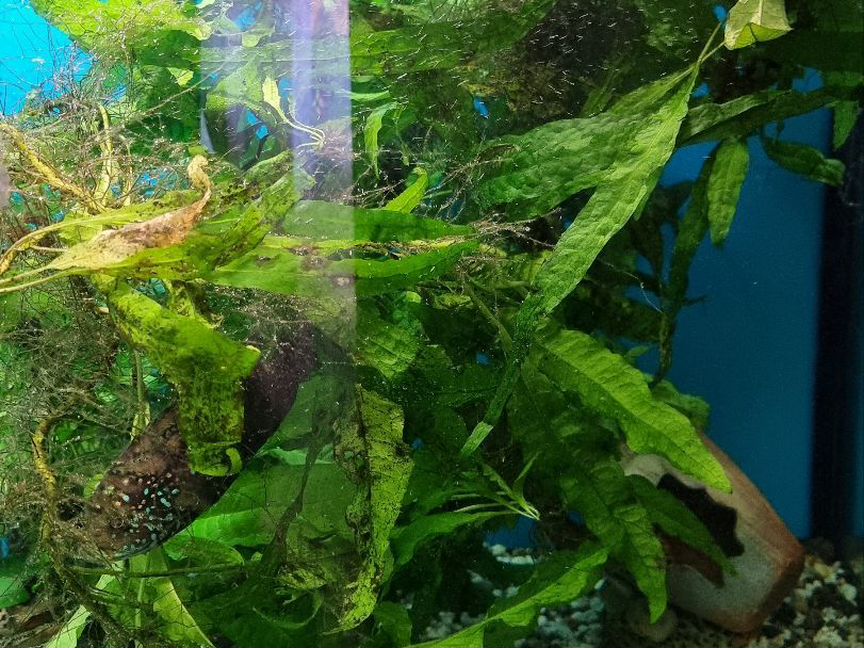 Расьения для аквариума (Бесплатно)