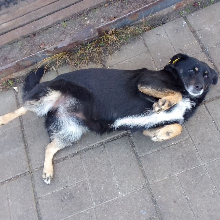 Взрослая собака в добрые руки