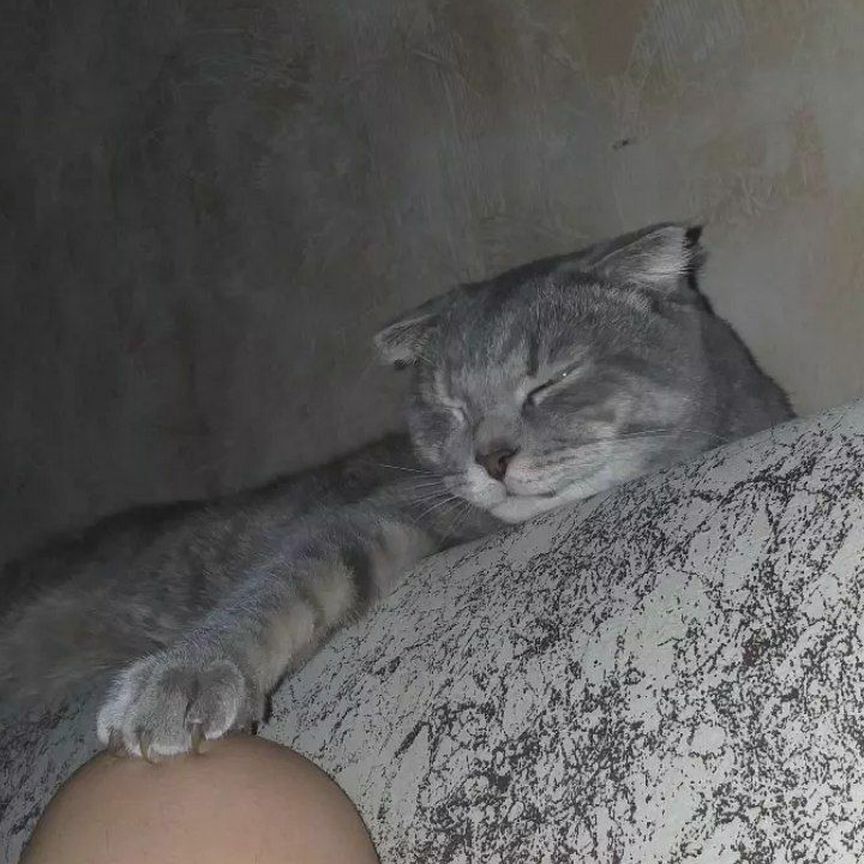 Отдам кота в добрые руки