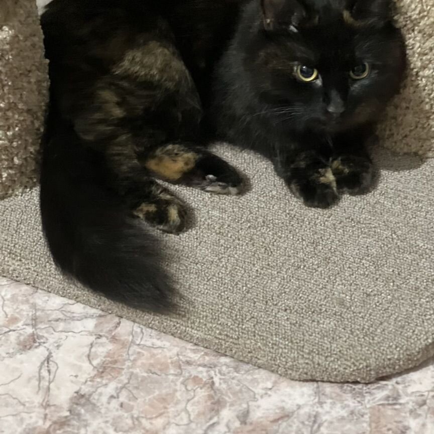 Кошечка Малена