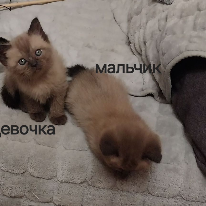 Шотлабурма)
