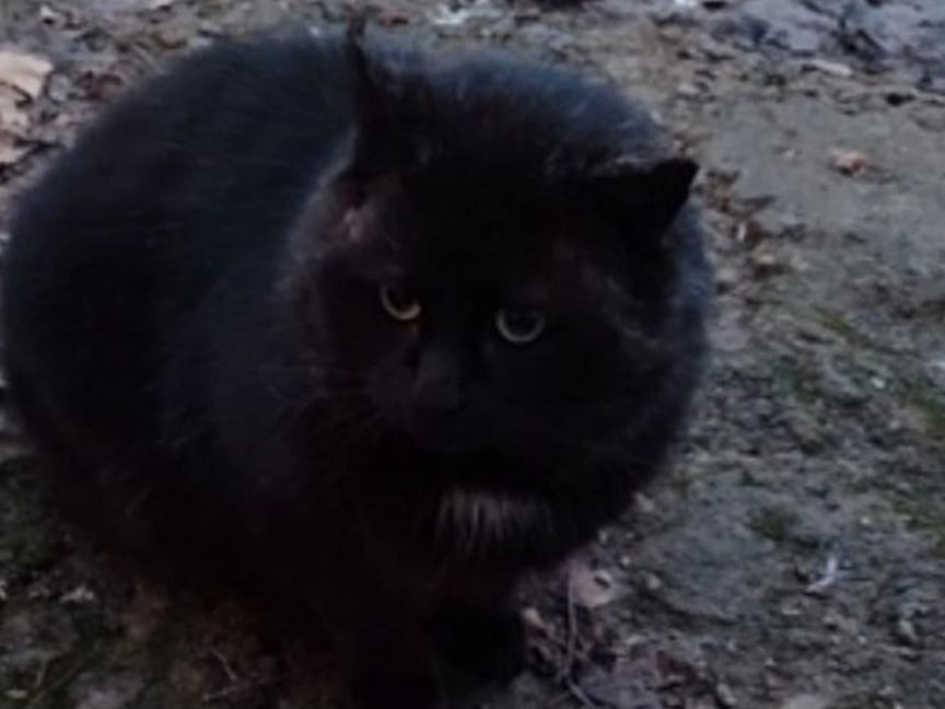 Кот бывший домашний в добрые руки