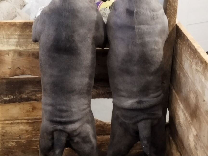 Американский булли классик