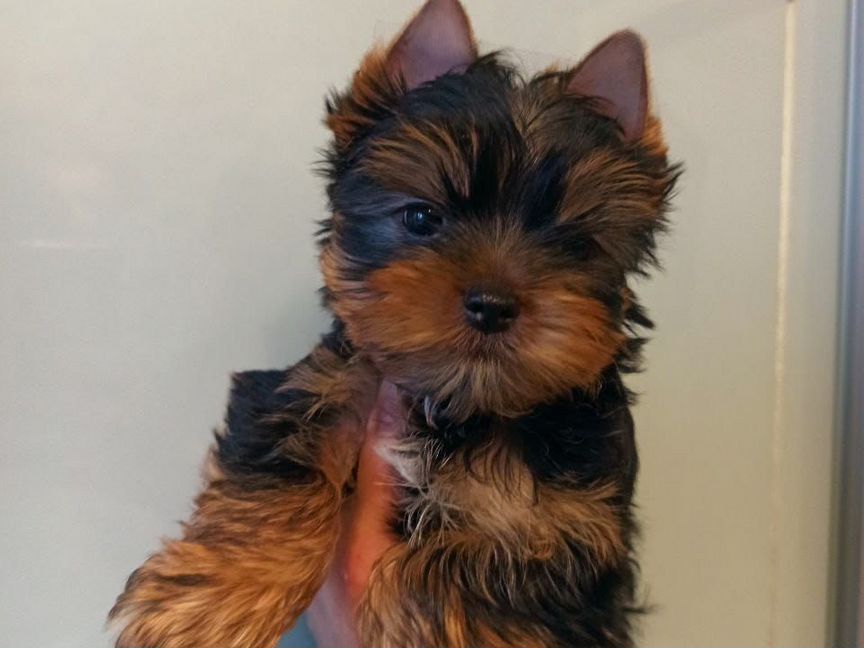 Продаются щенки