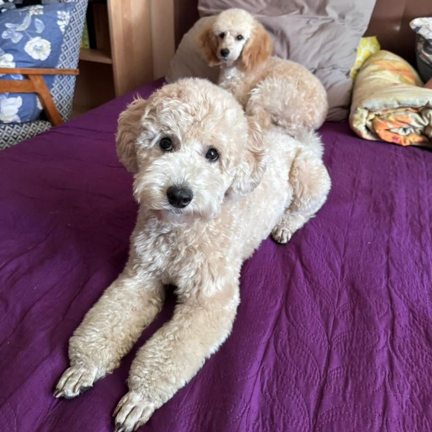 Вязка кобель пудель той