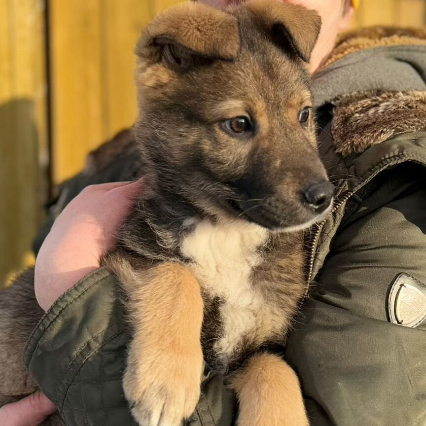 Щенок в добрые руки