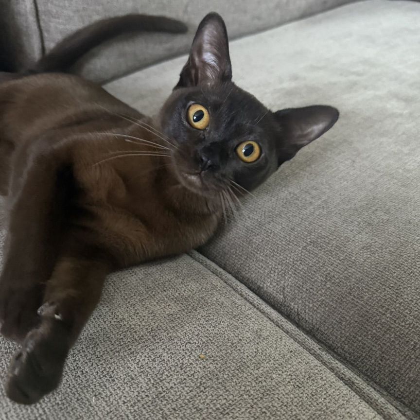 Европейский бурманский котёнок