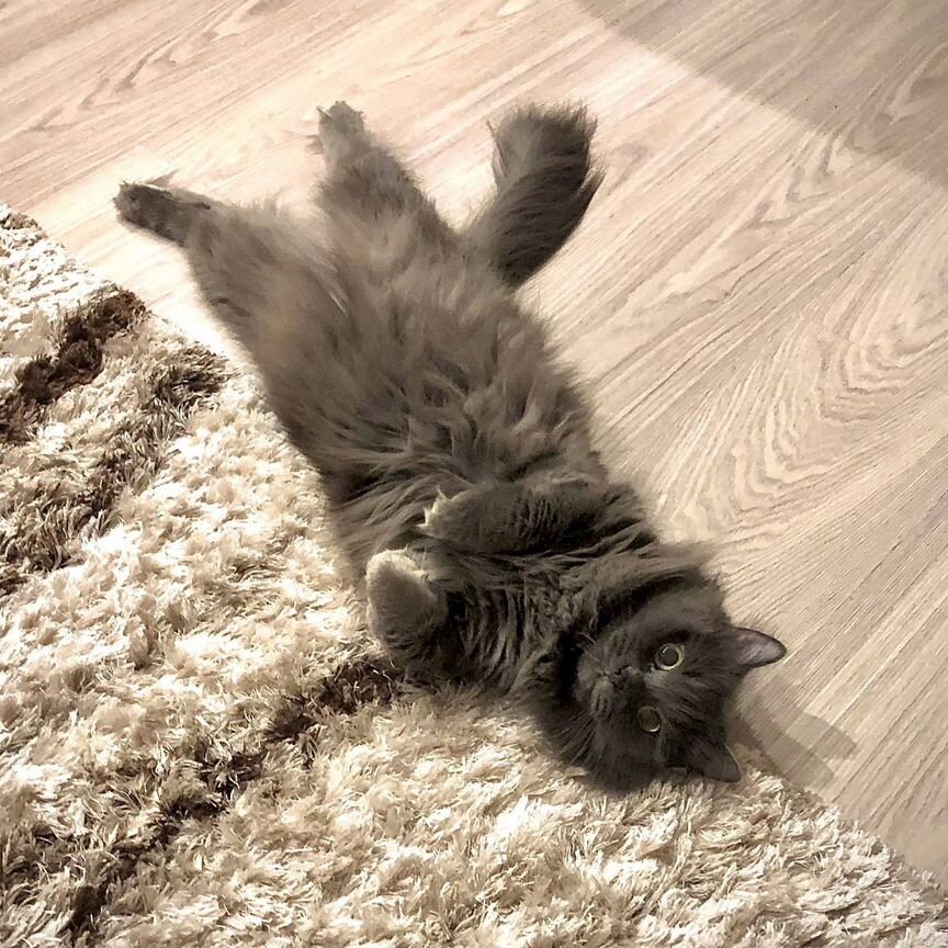 Пушистая кошка Алиса