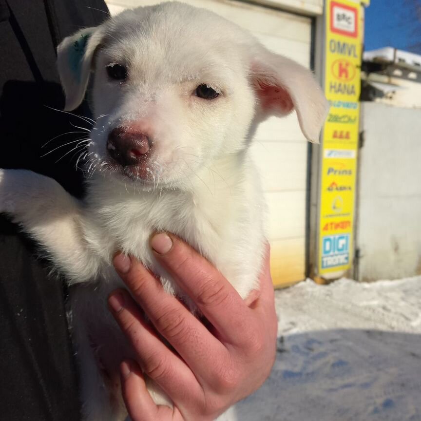 Йоркширский терьер, щенок
