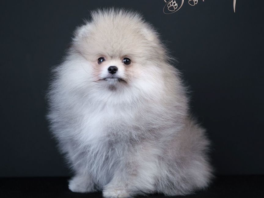 Кремово-серебристый малыш