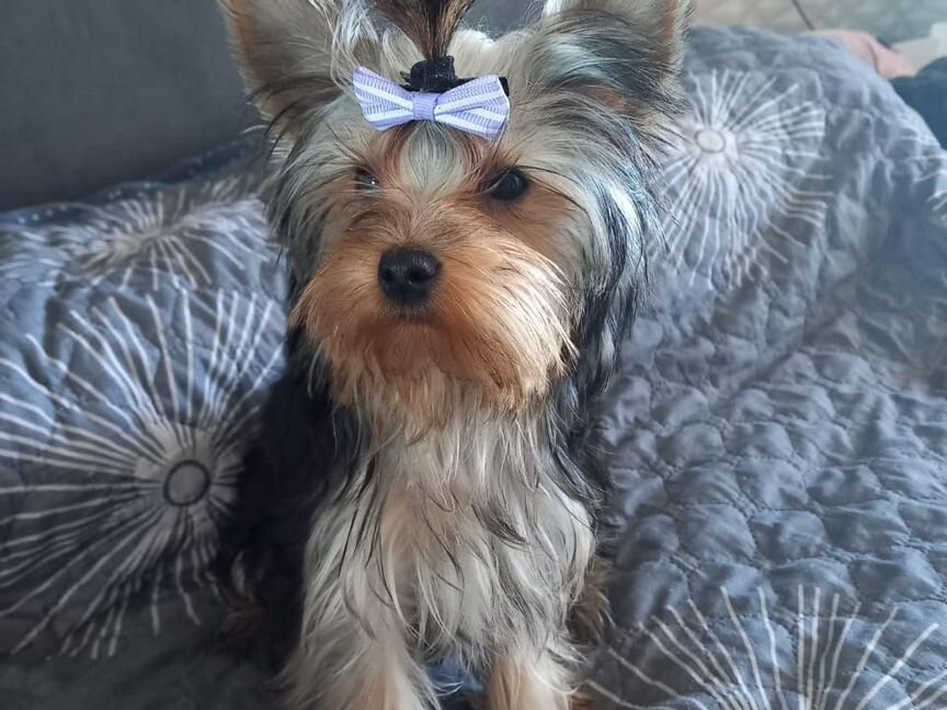 Щенок йоркширский терьер РКФ