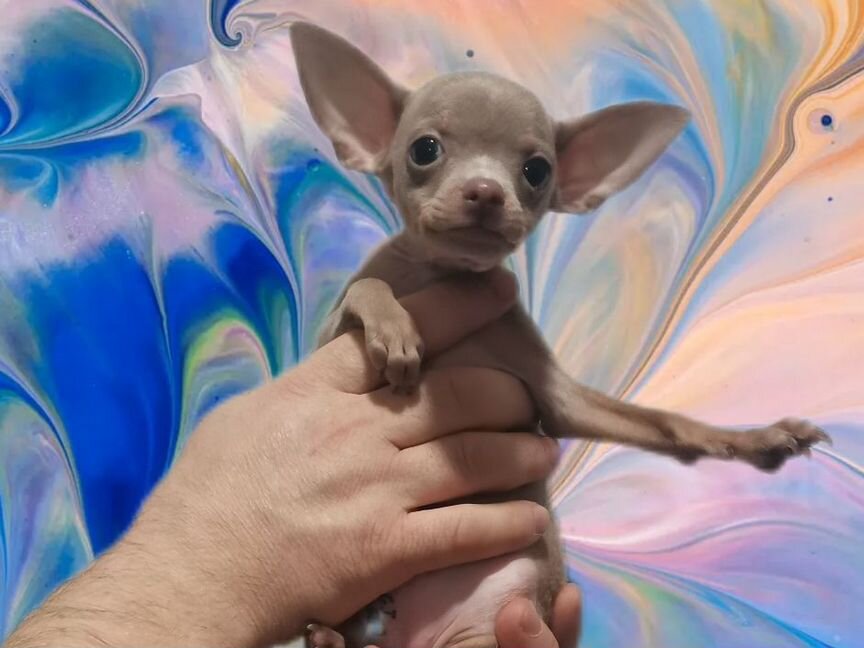 Русский той-терьер мини РКФ