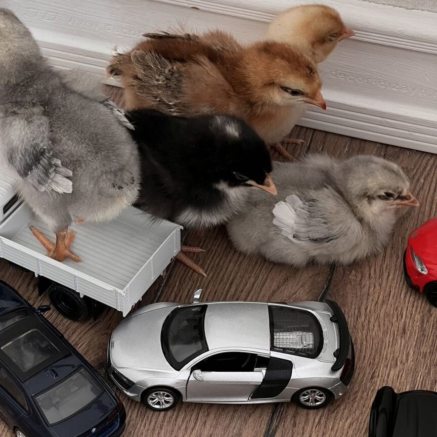 Цыплята в хорошие руки