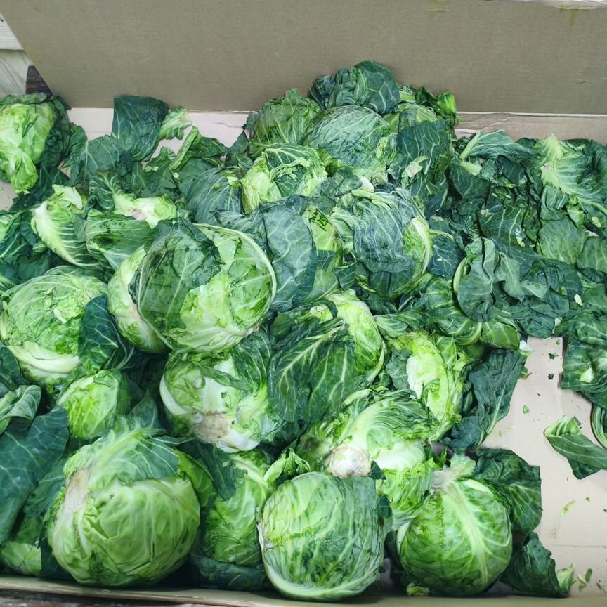 Верхние листы капусты белокачанной