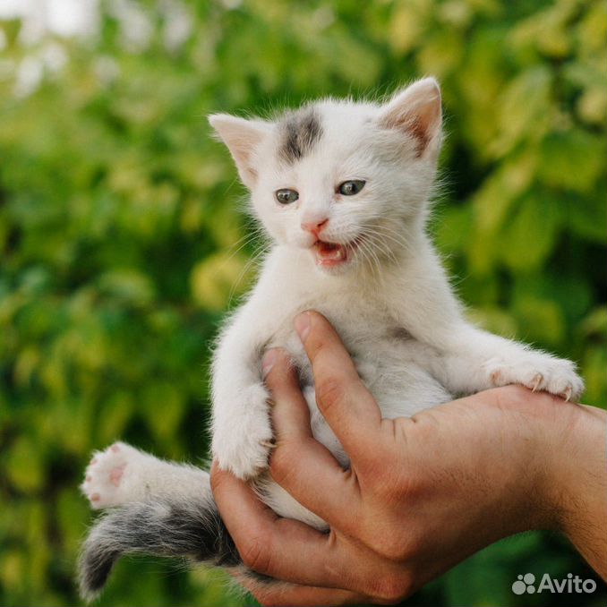 Котята на дороге