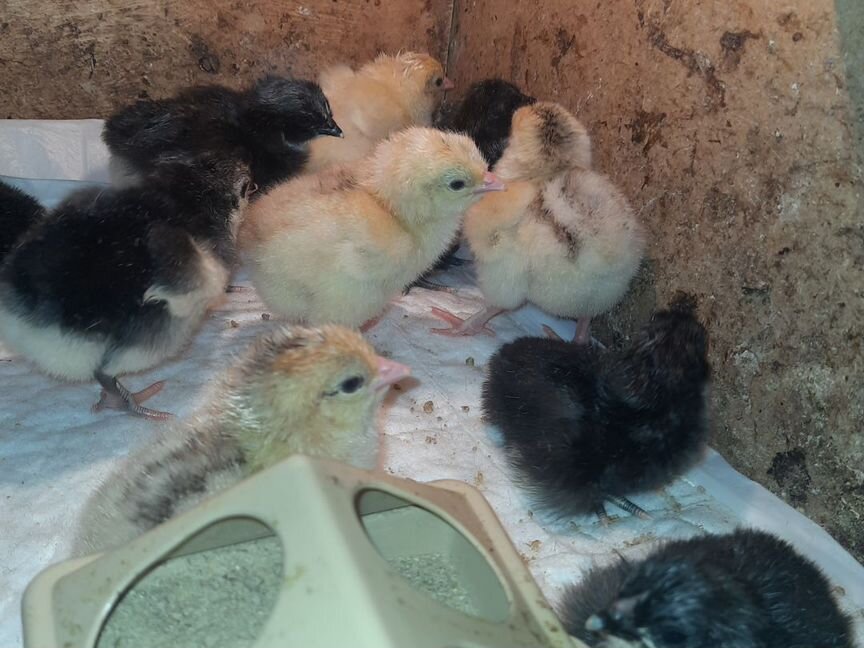Цыплята суточные