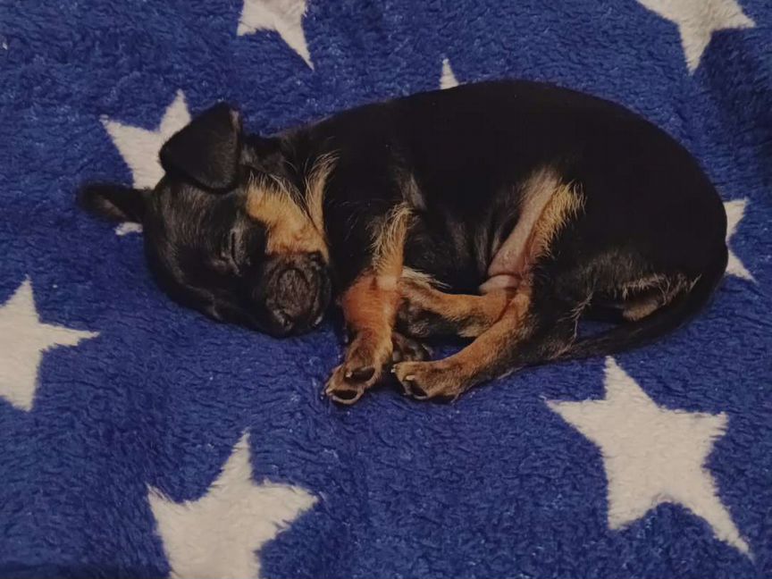 Той-терьер щенок