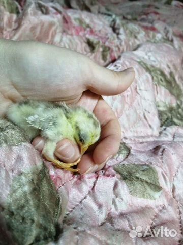 Ручной цыпленок породы Серама