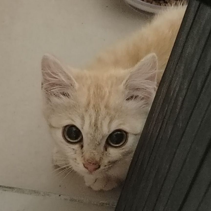 Котёнок в добрые руки