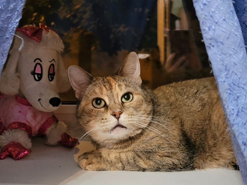 Кошечка 5 лет