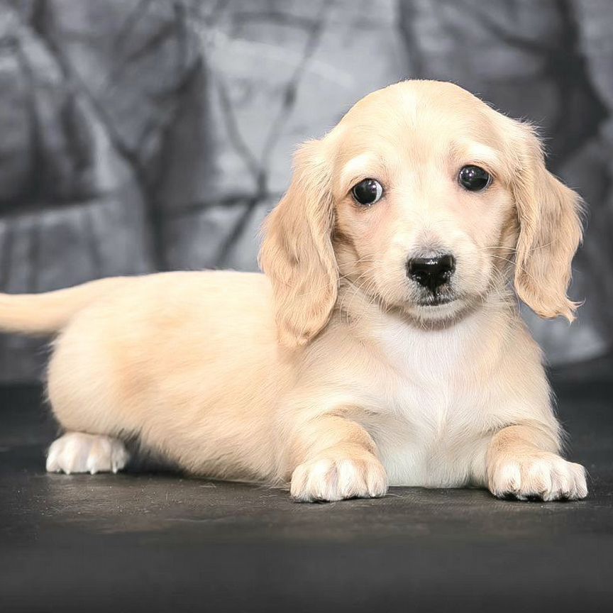 Кроличья такса, щенок