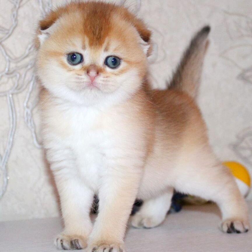 Шотландский вислоухий короткошёрстный котёнок