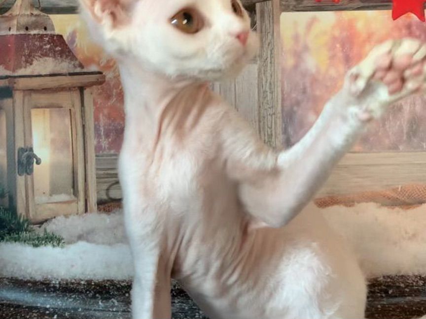 Котята девон-рекс