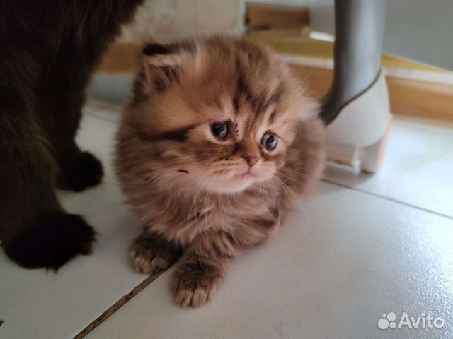 Британские котята