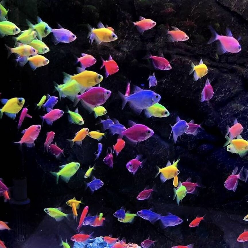 Тернеция Гло