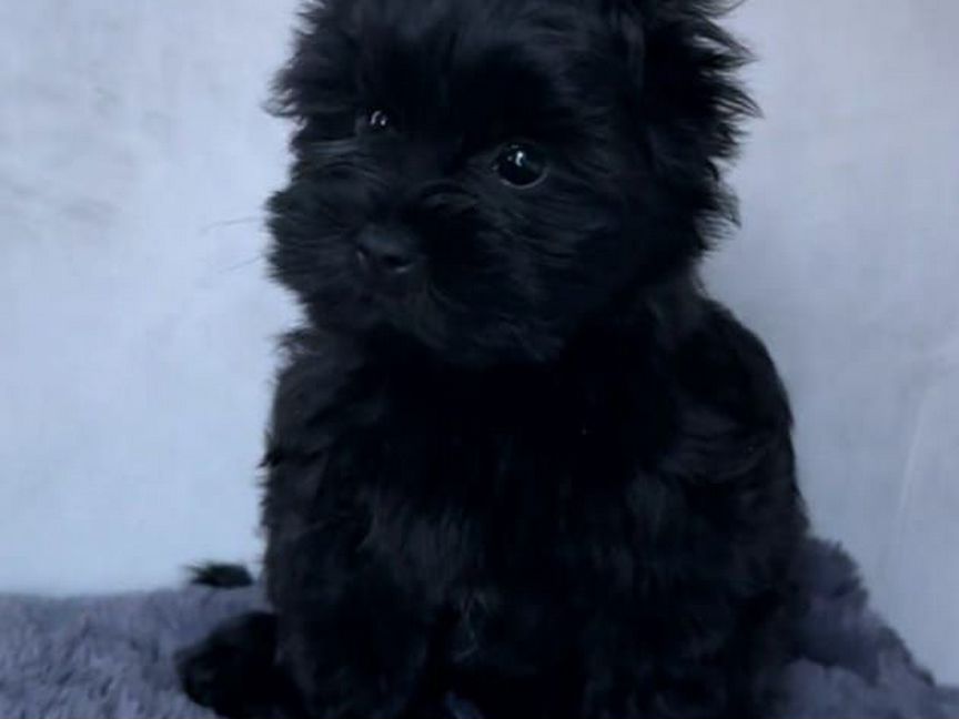 Маленькая собака