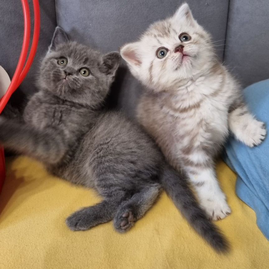 Шотландские котята