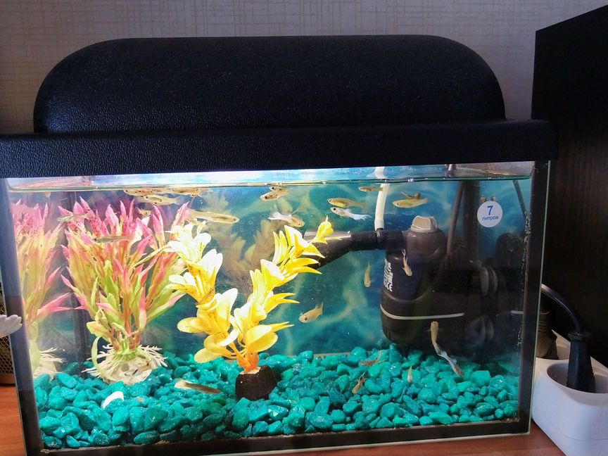 Аквариум с рыбками